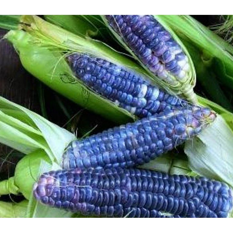 Καλαμπόκι Ποπ Κορν Μπλε Bio 400gr (ΟΛΑ Bio) τιμή 2.80€ - Βιολογικά ...